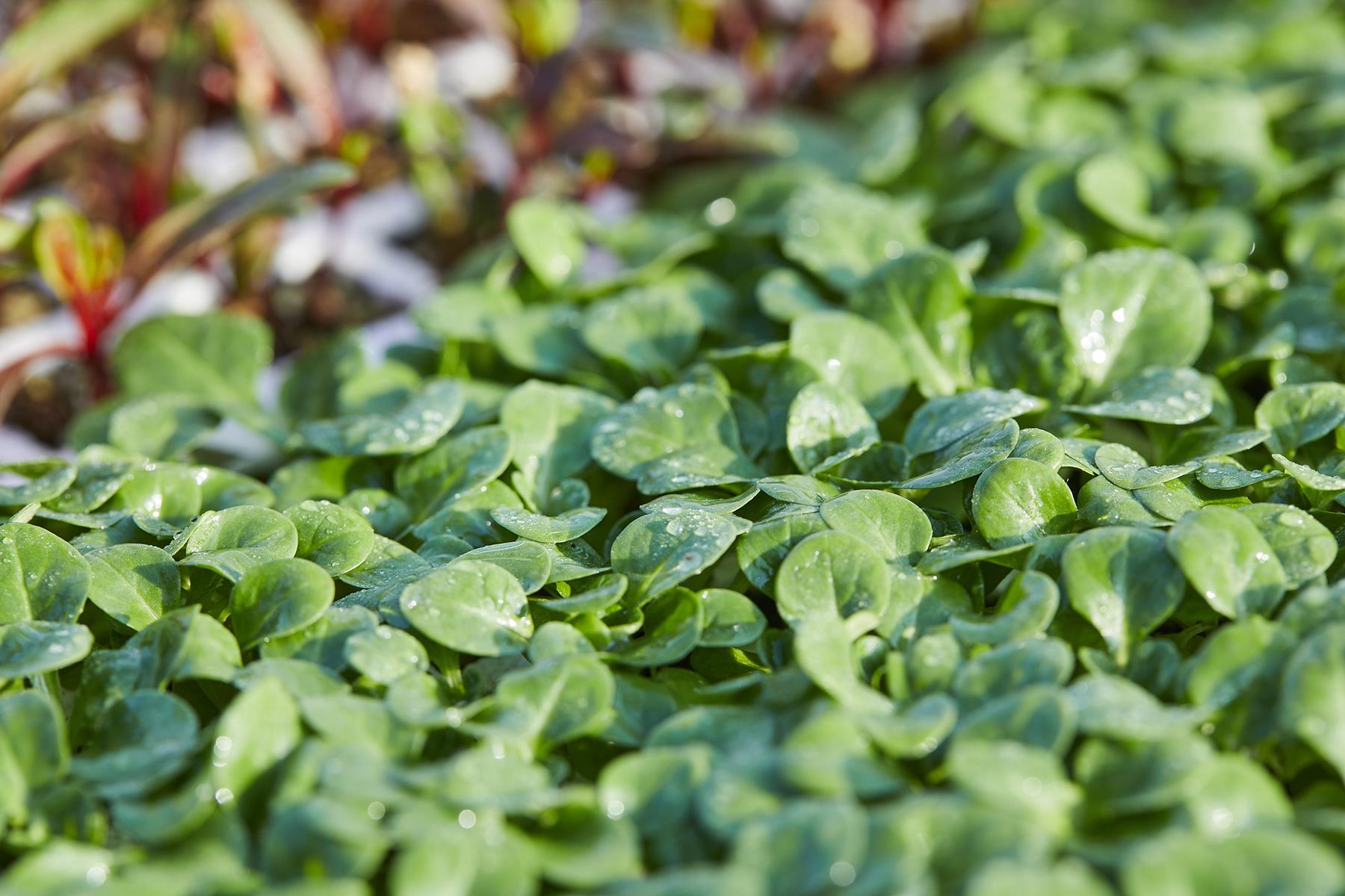 2BFresh – Micro Leaves